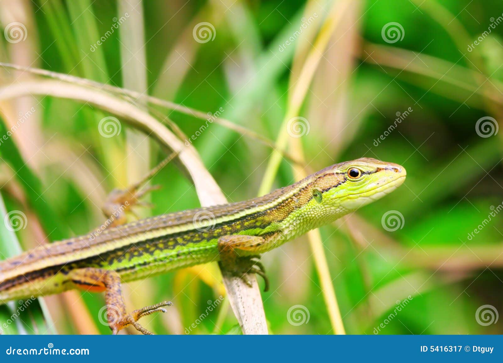 Cabrite stock image. Image of amphibian, reptile, isolated - 5416317