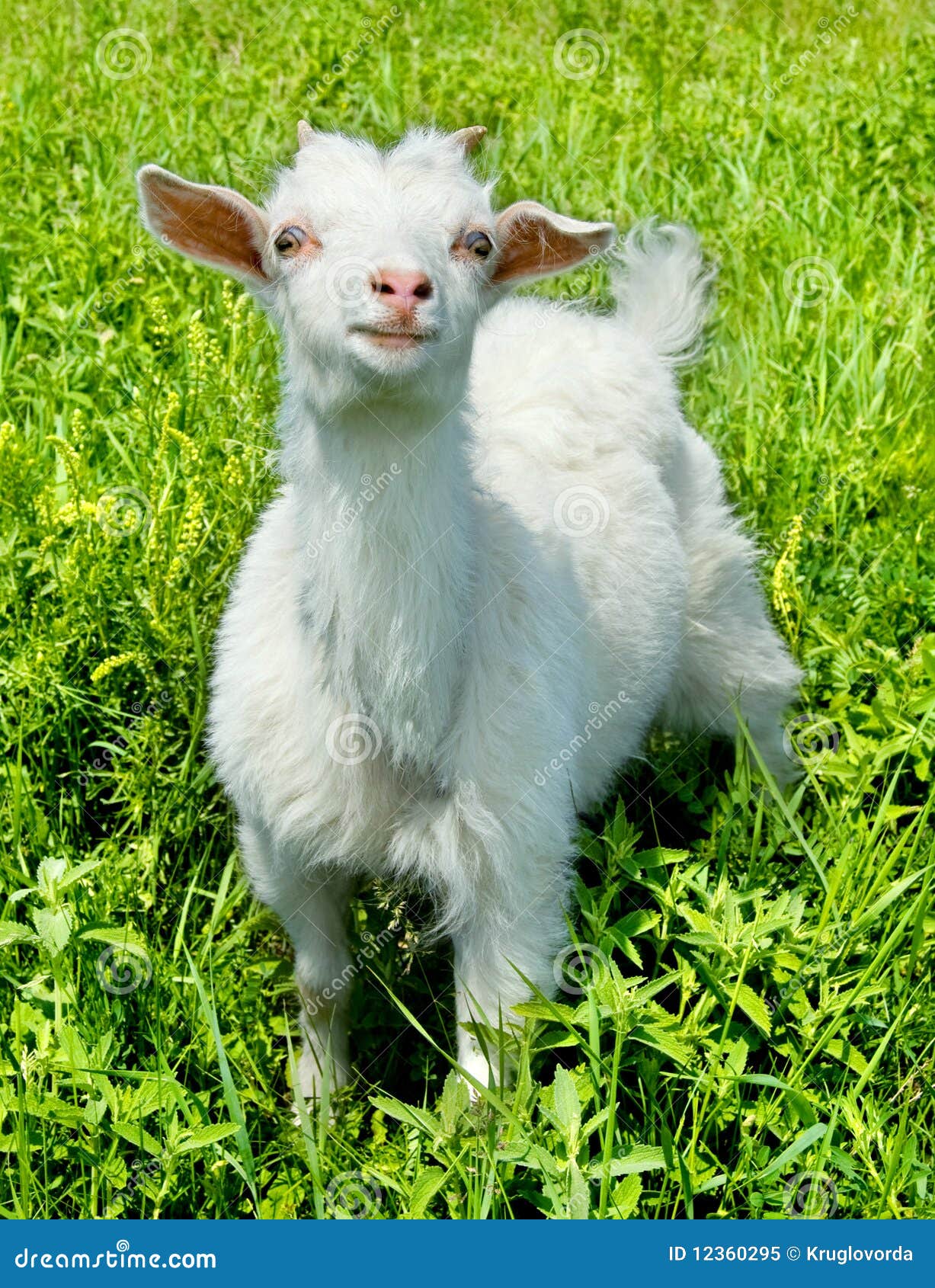 Cabrito animal imagen de archivo. Imagen de agricultura - 12360295