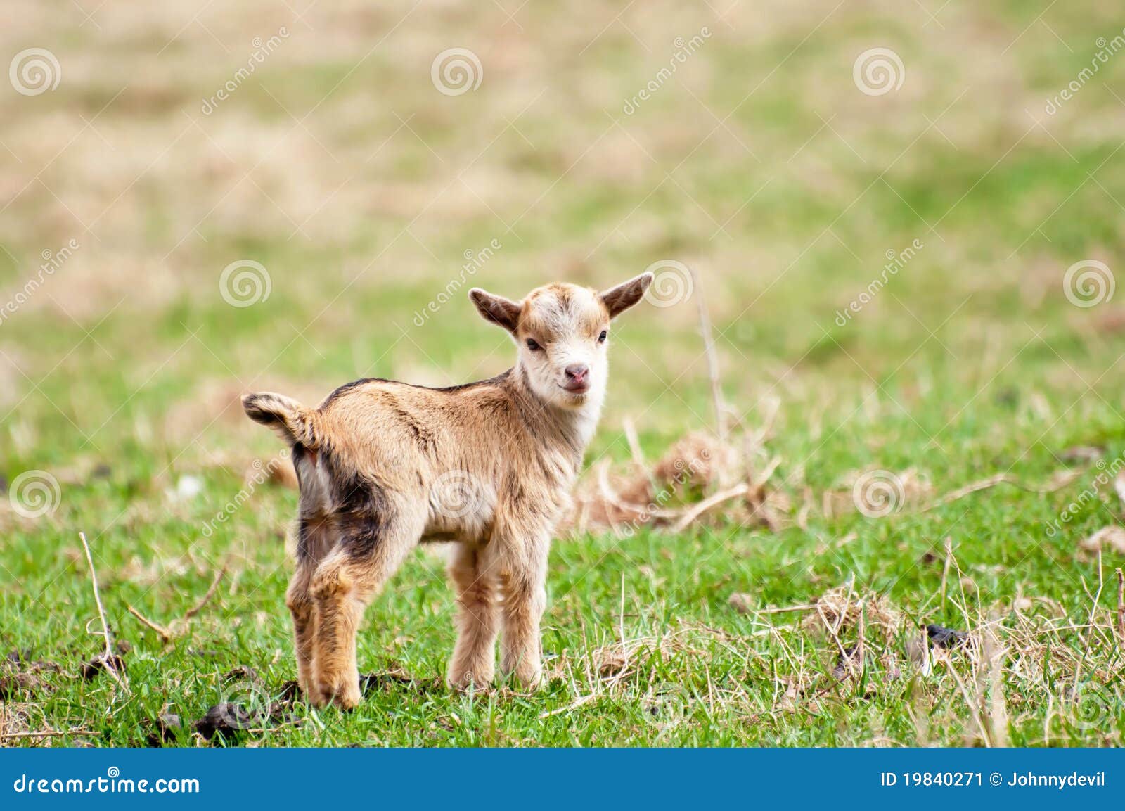 Cabrito animal imagen de archivo. Imagen de cabra, cubo - 19840271