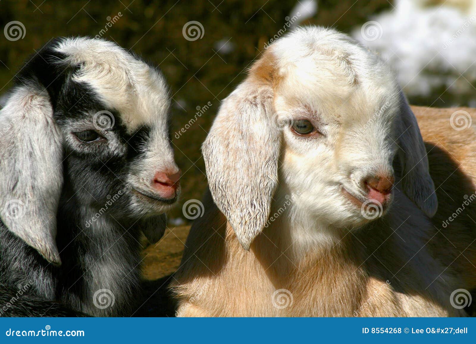 Cabritos 0903 de la cabra foto de archivo. Imagen de rural - 8554268