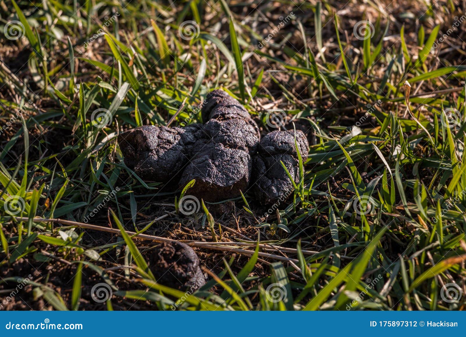 Caca De Perro Abandonada En Medio Del Campo Foto de archivo - Imagen de ...