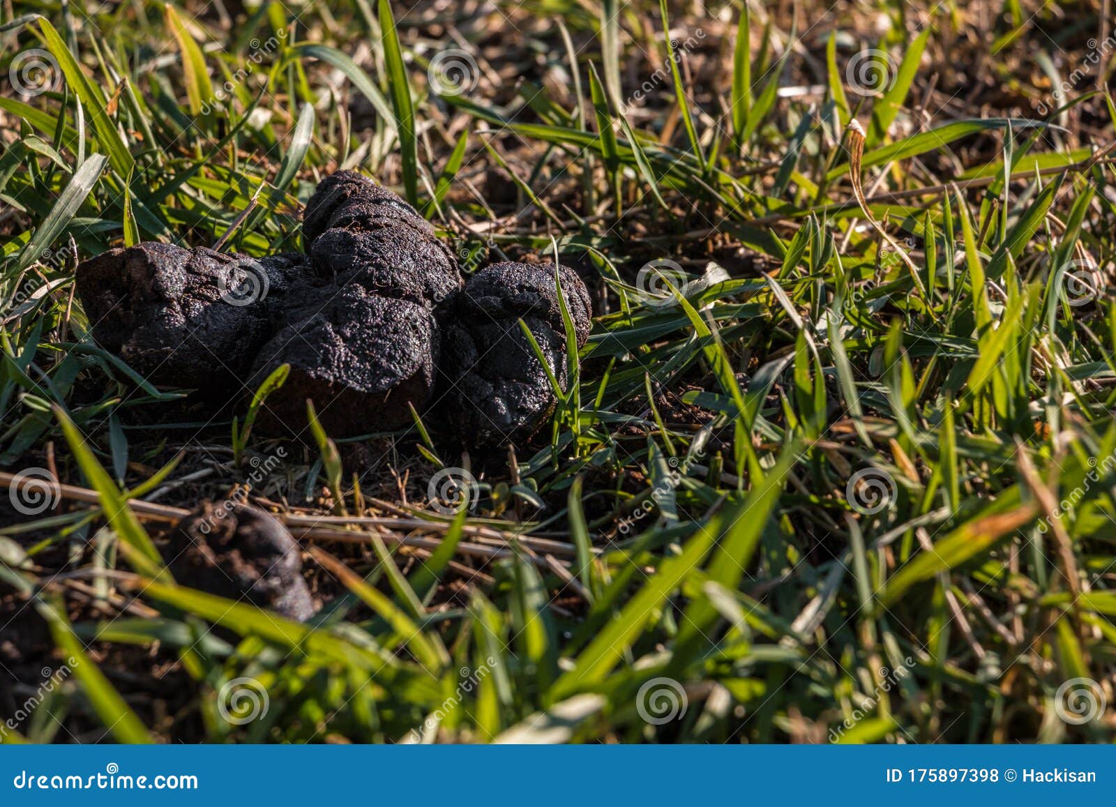 Caca De Perro Abandonada En Medio Del Campo Foto de archivo - Imagen de ...