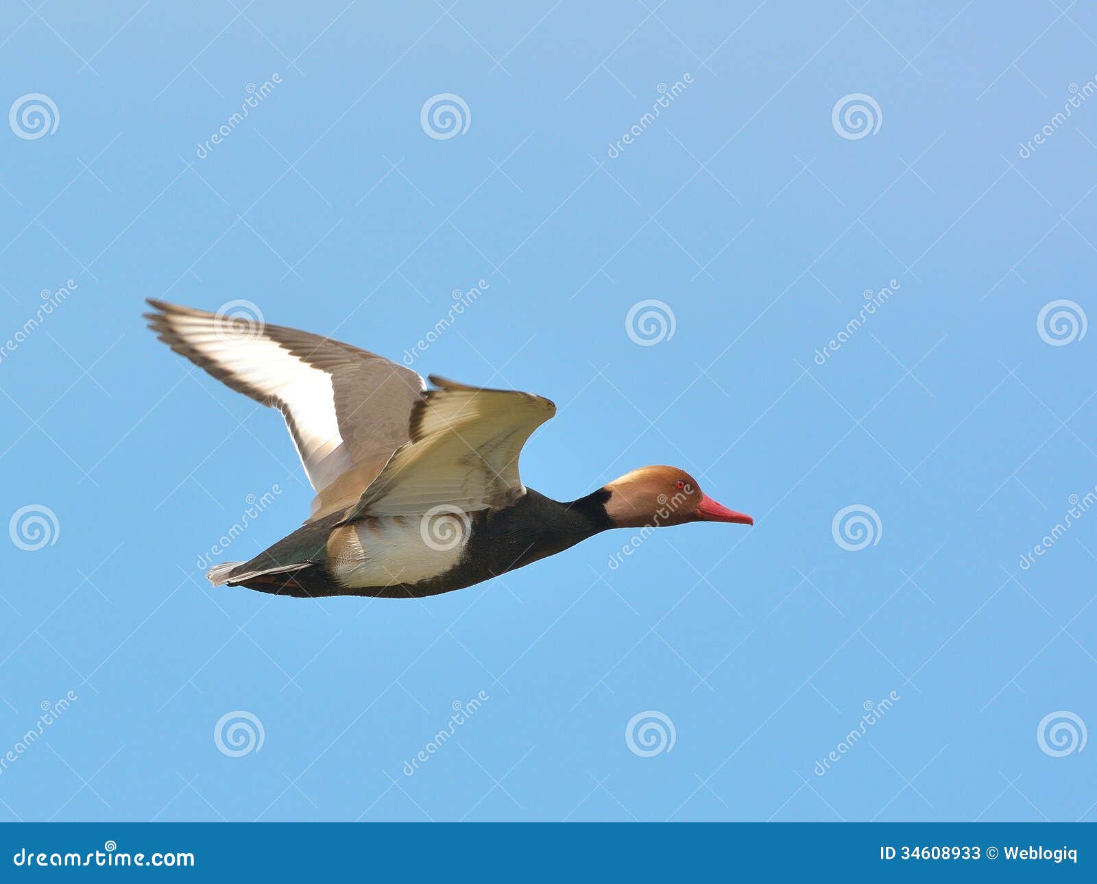 Caca roja (Netta Rufina) imagen de archivo. Imagen de animal - 34608933