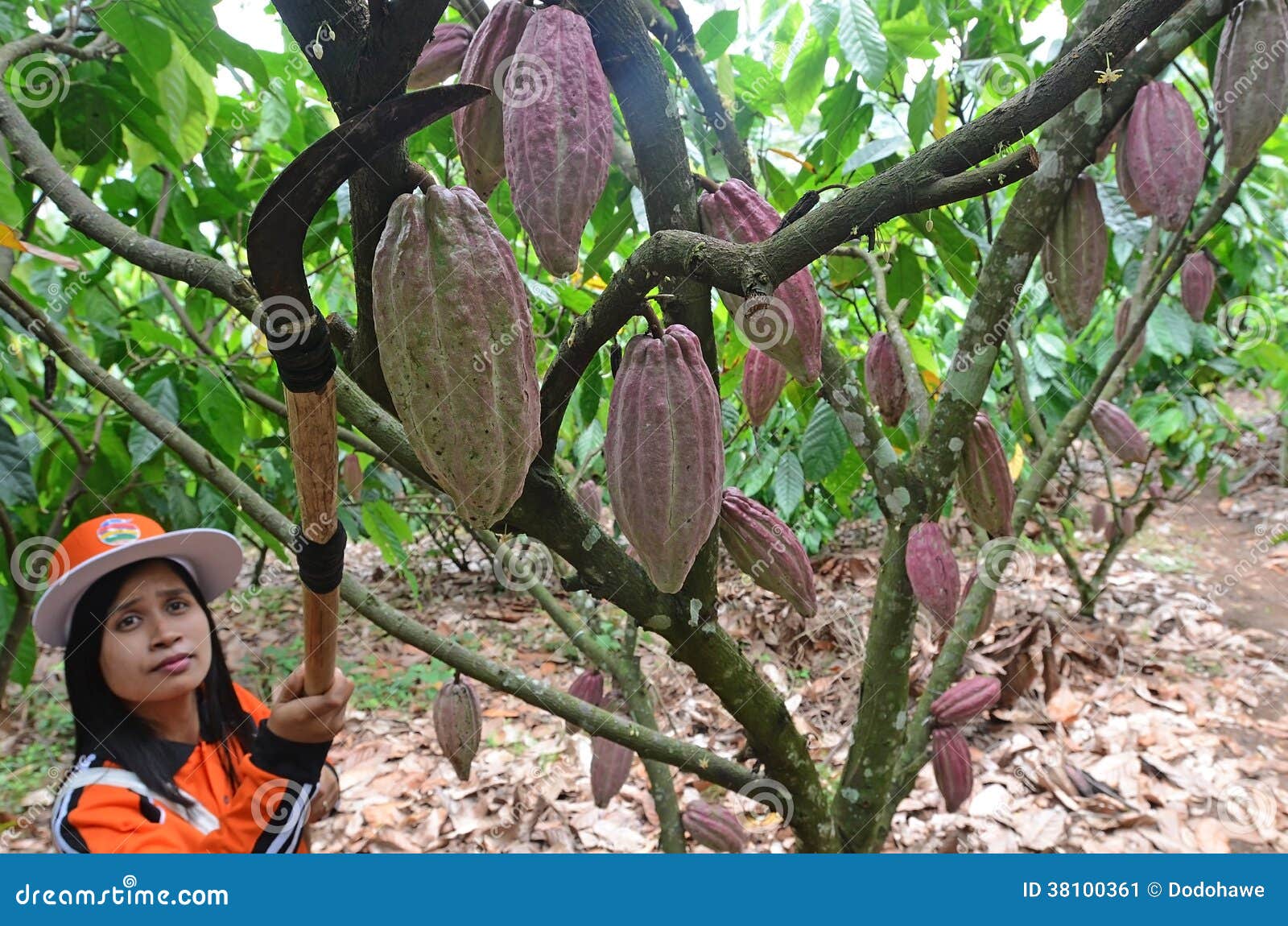 Cacao editorial photo. Image of java, plantation, indonesia - 38100361
