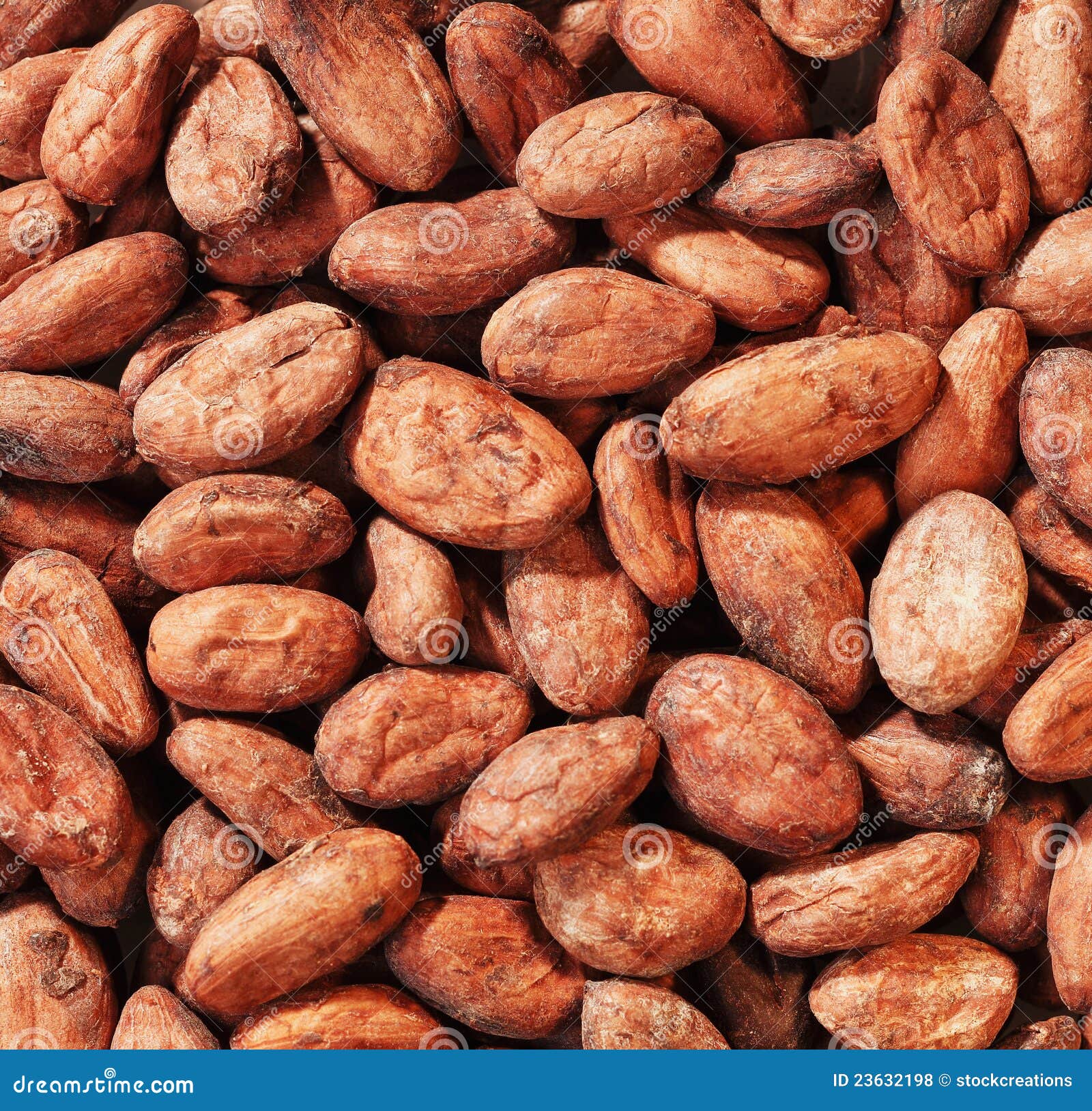 Cacao Beans stock photo. Image of cocoa, gastronomic - 23632198