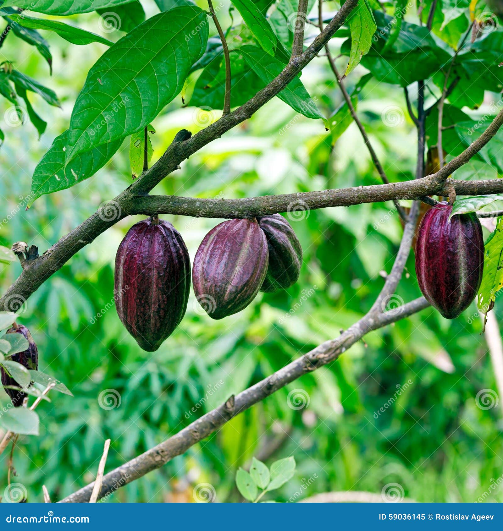 Chocolate Tree, Theobroma Cacao Trinitario Royalty-Free Stock ...