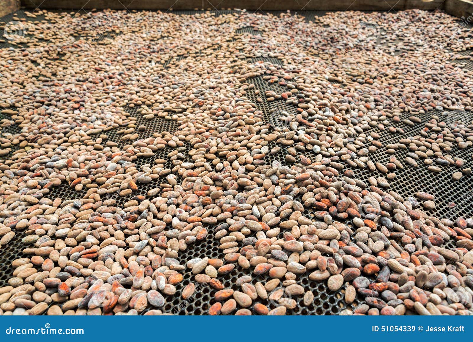 Cacao Beans Drying stock image. Image of tropical, energy - 51054339