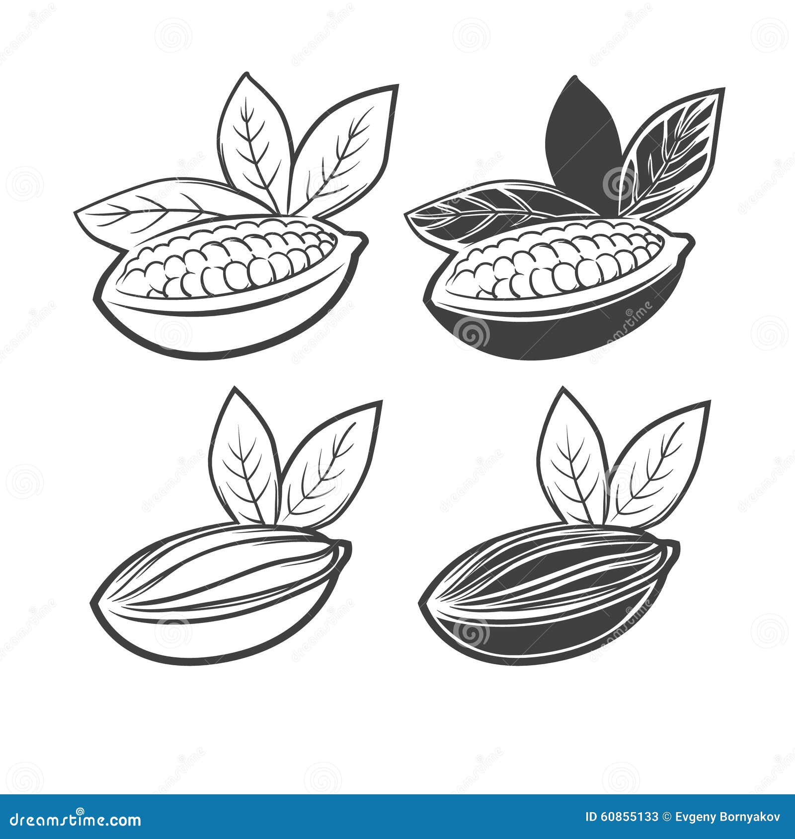 Cacao Set. Growth Stages. Vector Shape, Realistic | CartoonDealer.com ...