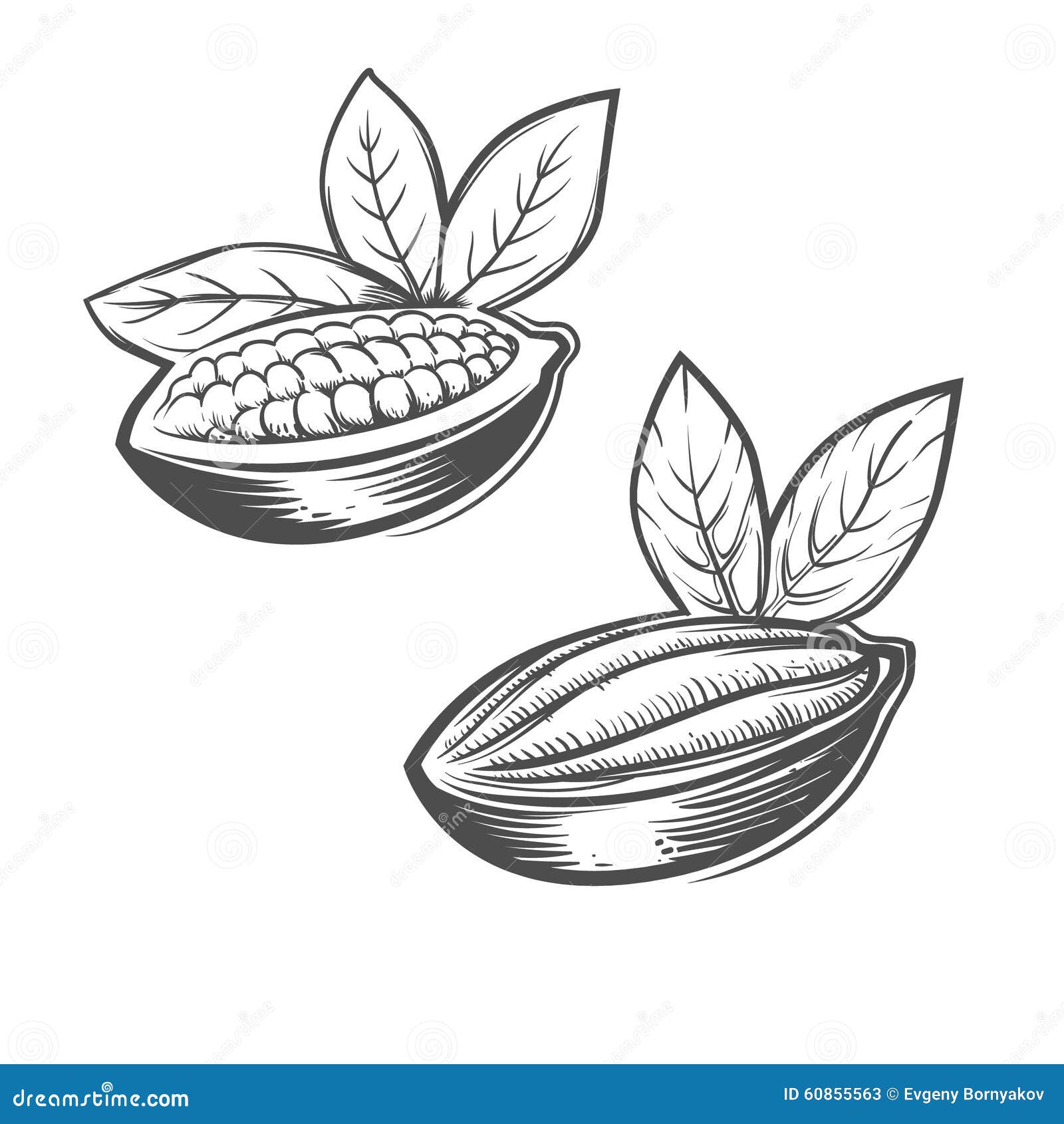 Cacao Set. Growth Stages. Vector Shape, Realistic | CartoonDealer.com ...