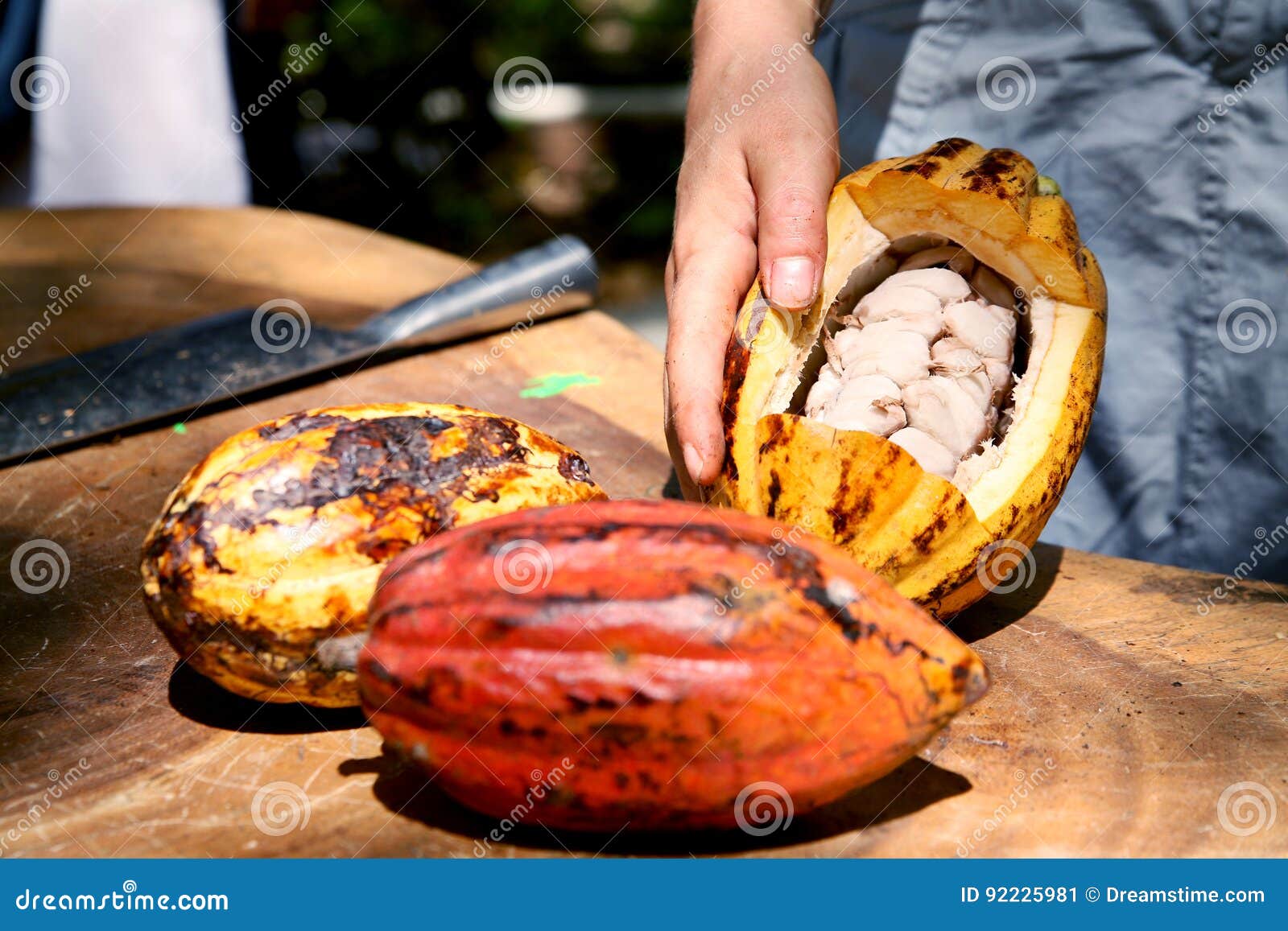 Cacao beans stock image. Image of showing, caco, cacao - 92225981