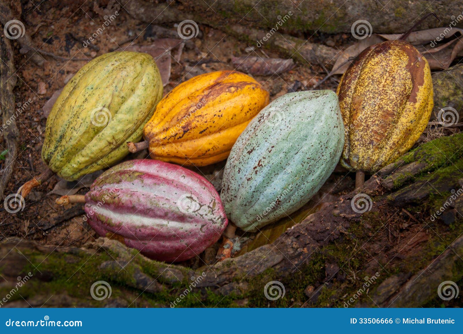 Cacao beans stock photo. Image of fruit, food, tropical - 33506666