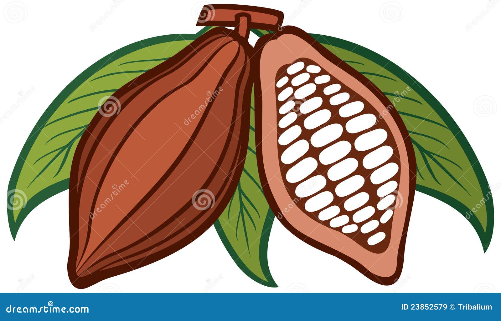 Cacao - cacaobonen vector illustratie. Illustration of milieu - 23852579