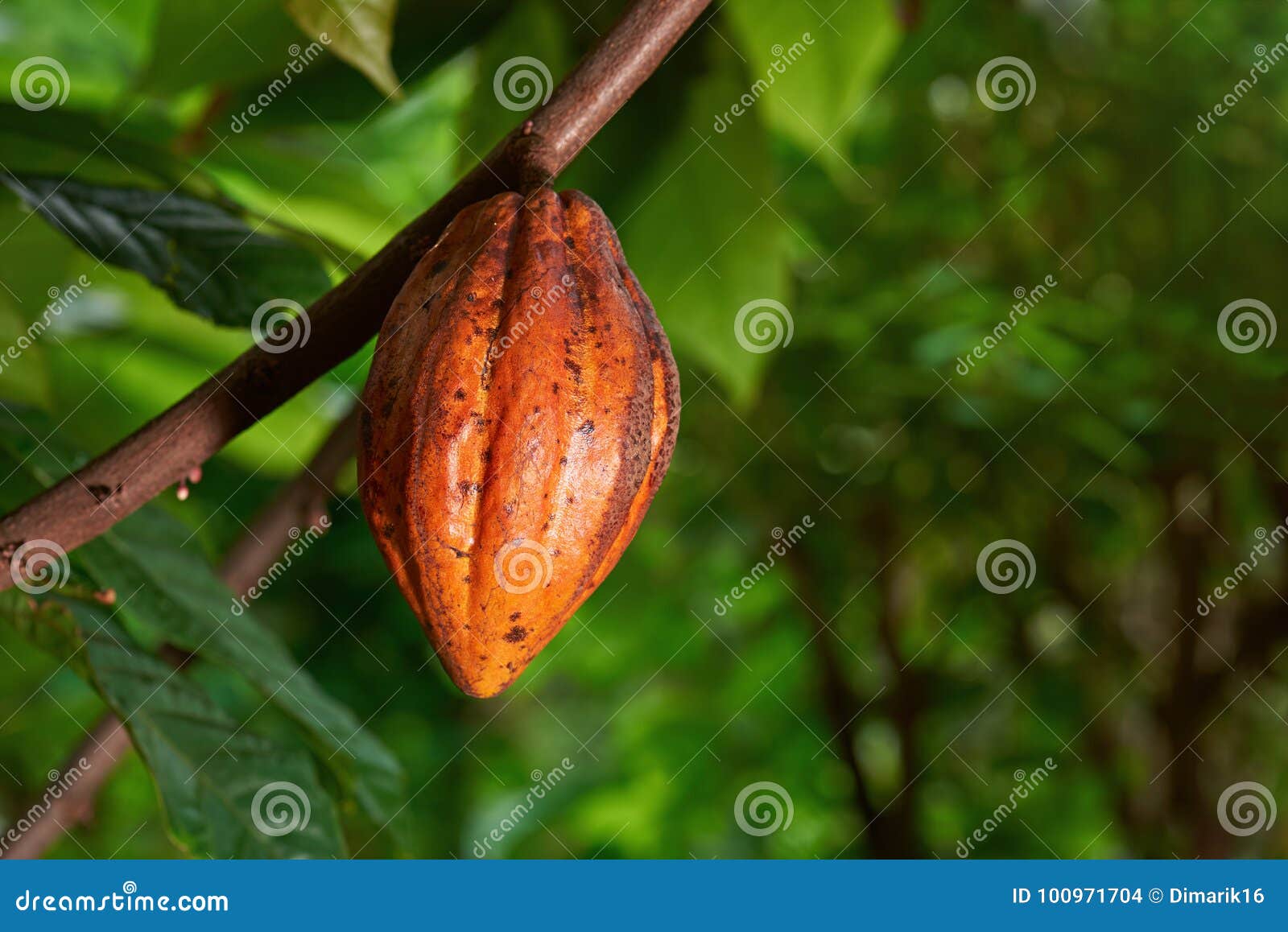 Cacao crop on tree stock photo. Image of fresh, color - 100971704