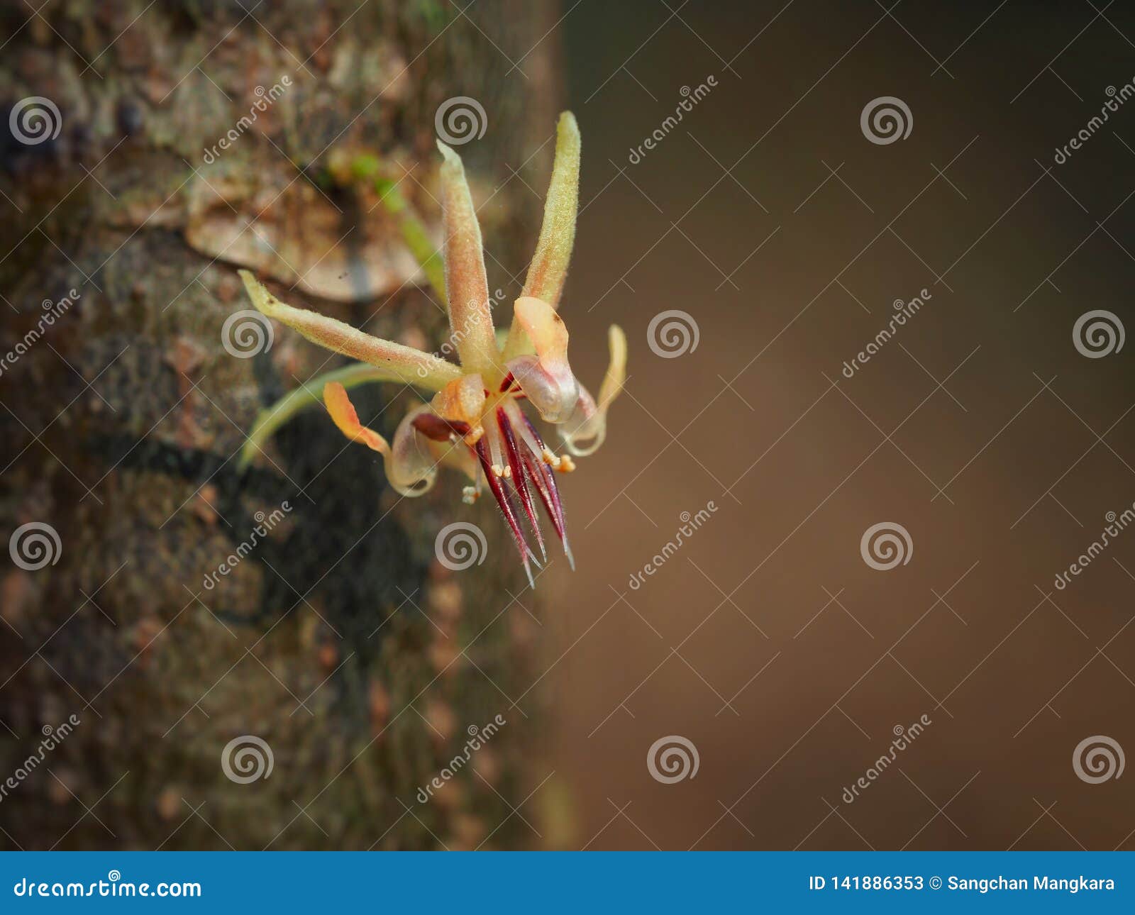 Cacao flower. stock image. Image of blooming, cacao - 141886353