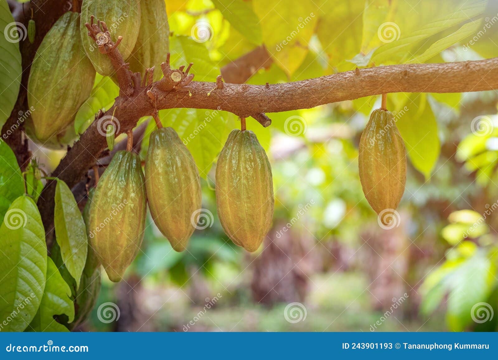 Cacao Fruit on a Cacao Tree Stock Image - Image of ingredient ...