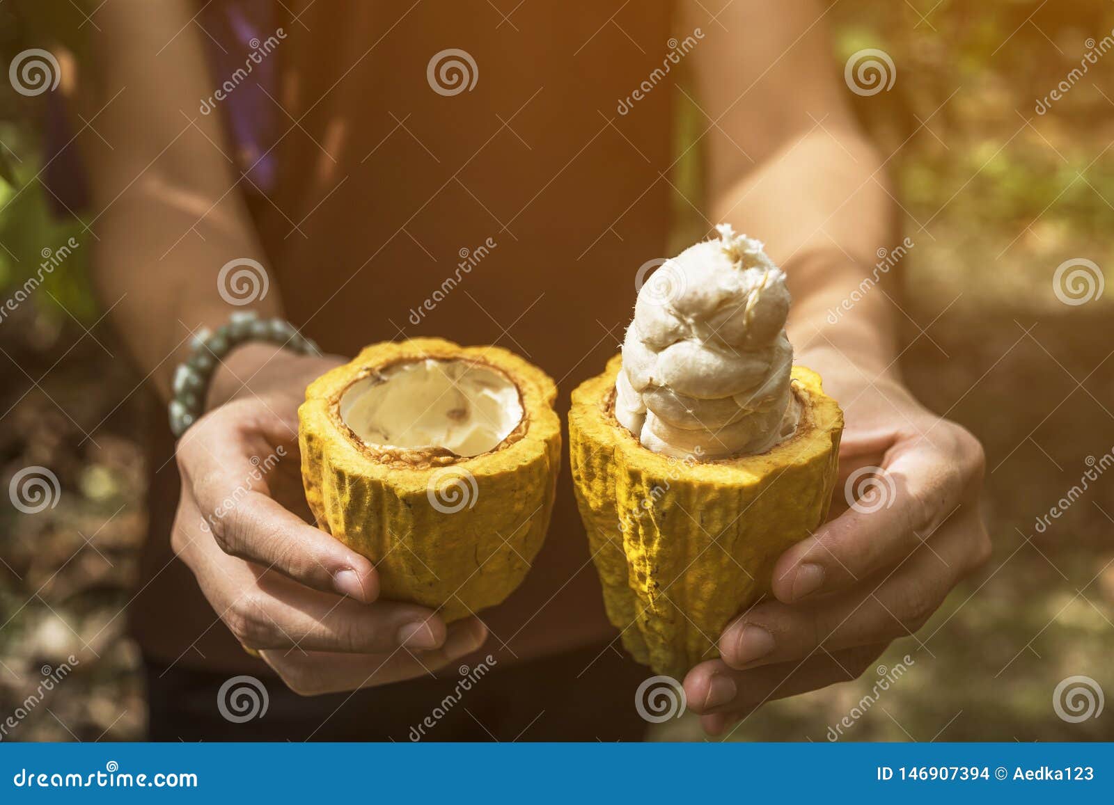 Cacao Fruit, Fresh Cocoa Pod in Hands Stock Photo - Image of ...