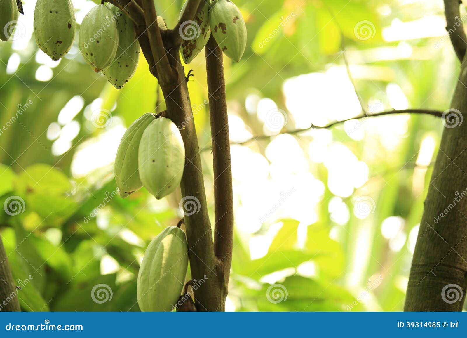Cacao fruit grow on tree stock image. Image of south - 39314985