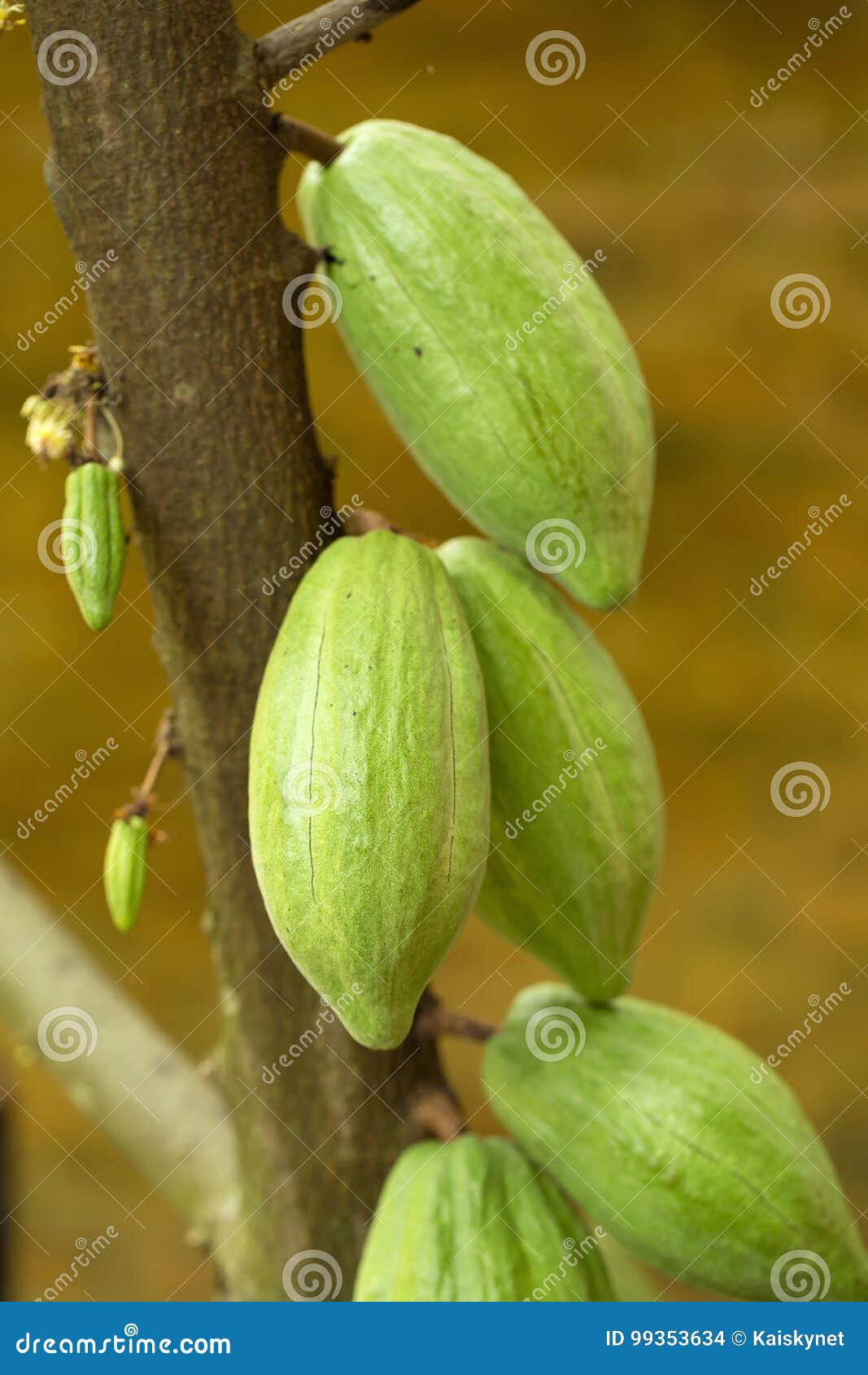 Cacao Fruit, Raw Cacao Beans, Cocoa Pod on Tree Stock Photo - Image of ...