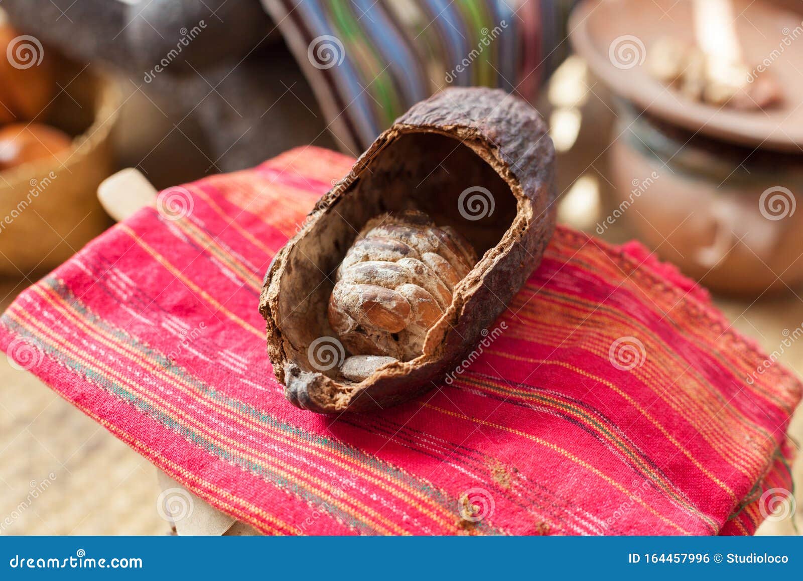 Cacao Fruit and Raw Cocoa Beans in the Pod Stock Photo - Image of cacao ...