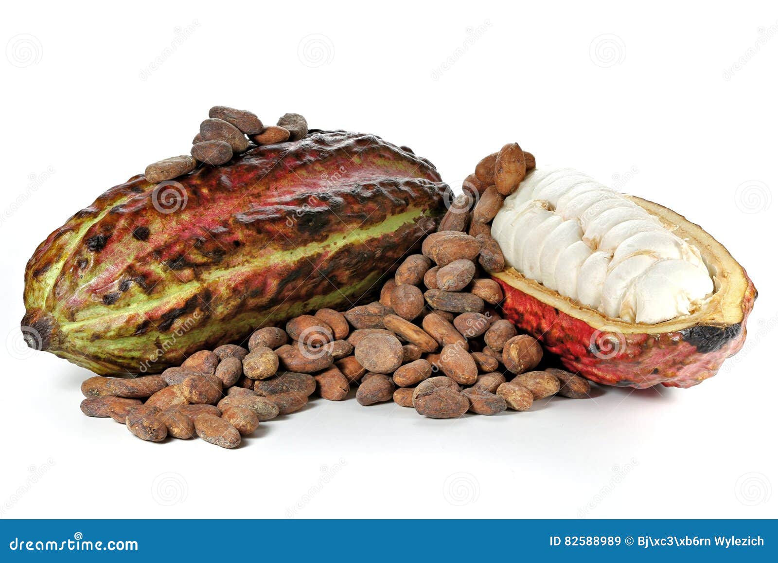 Cacao Fruit, Fresh Cocoa Pod In Hands, Cocoa Pod On Tree Stock Photo ...