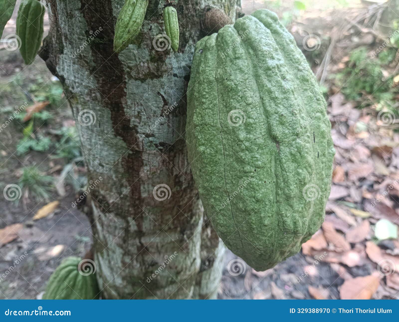 Cacao Fruit with the Scientific Name Theobroma Cacao on a Tree Trunk ...