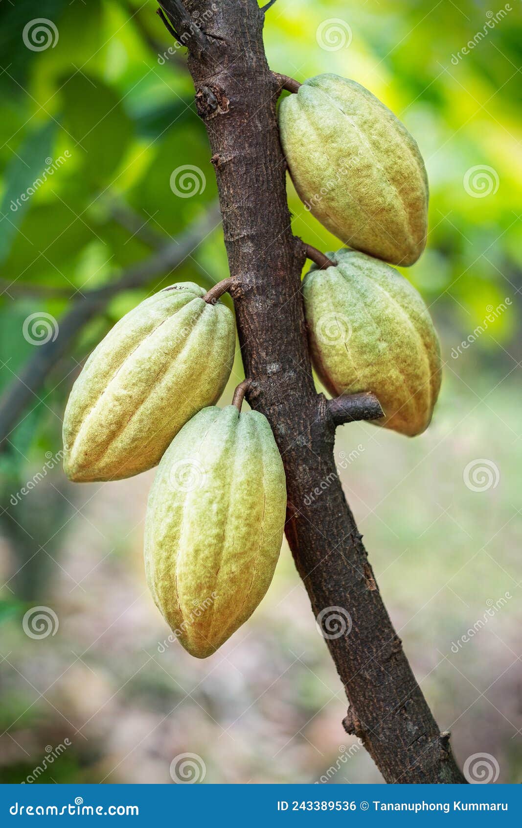 Cacao Fruit on a Cacao Tree Stock Photo - Image of fresh, jungle: 243389536
