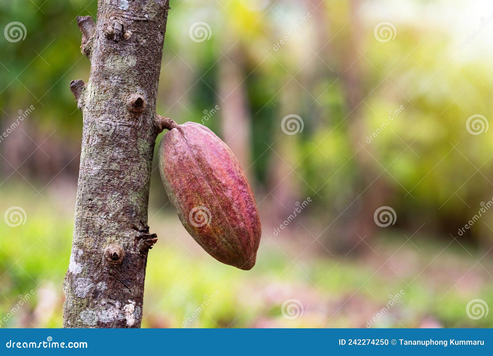 Cacao Fruit on a Cacao Tree in Tropical Rainforest Farm Stock Photo ...