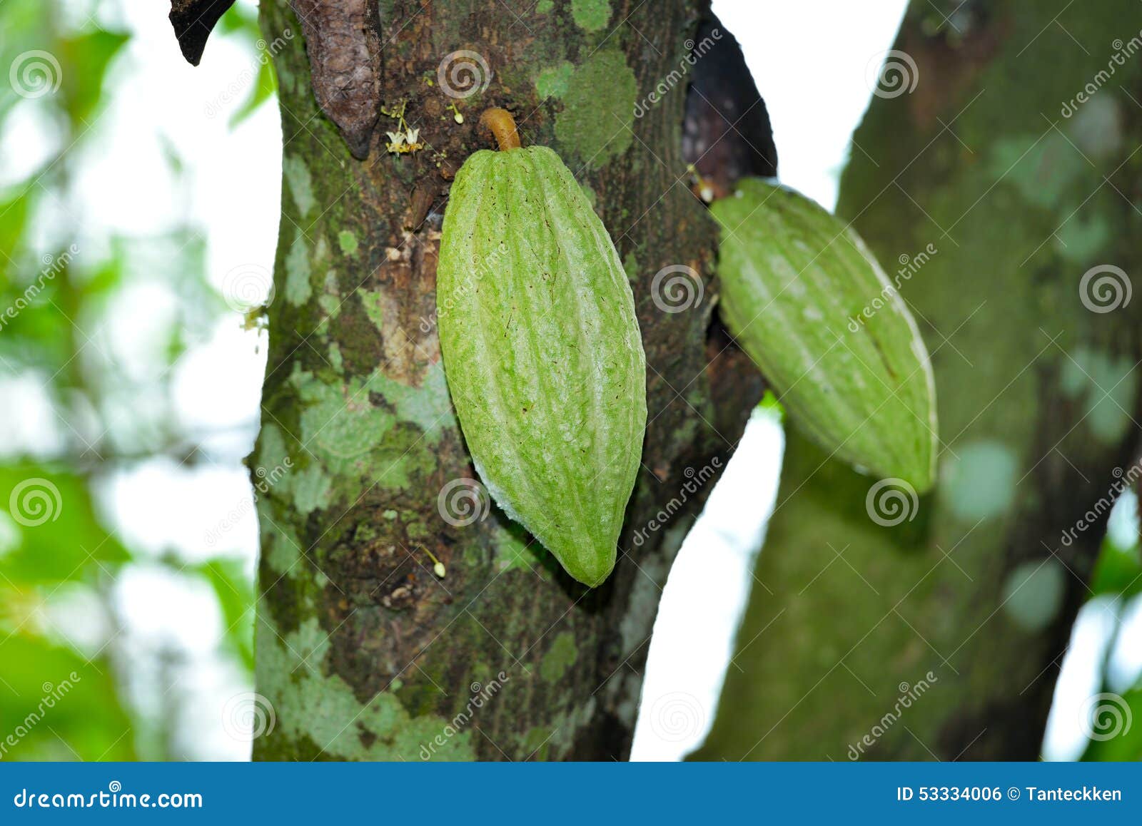 Cacao fruits stock photo. Image of agriculture, grain - 53334006
