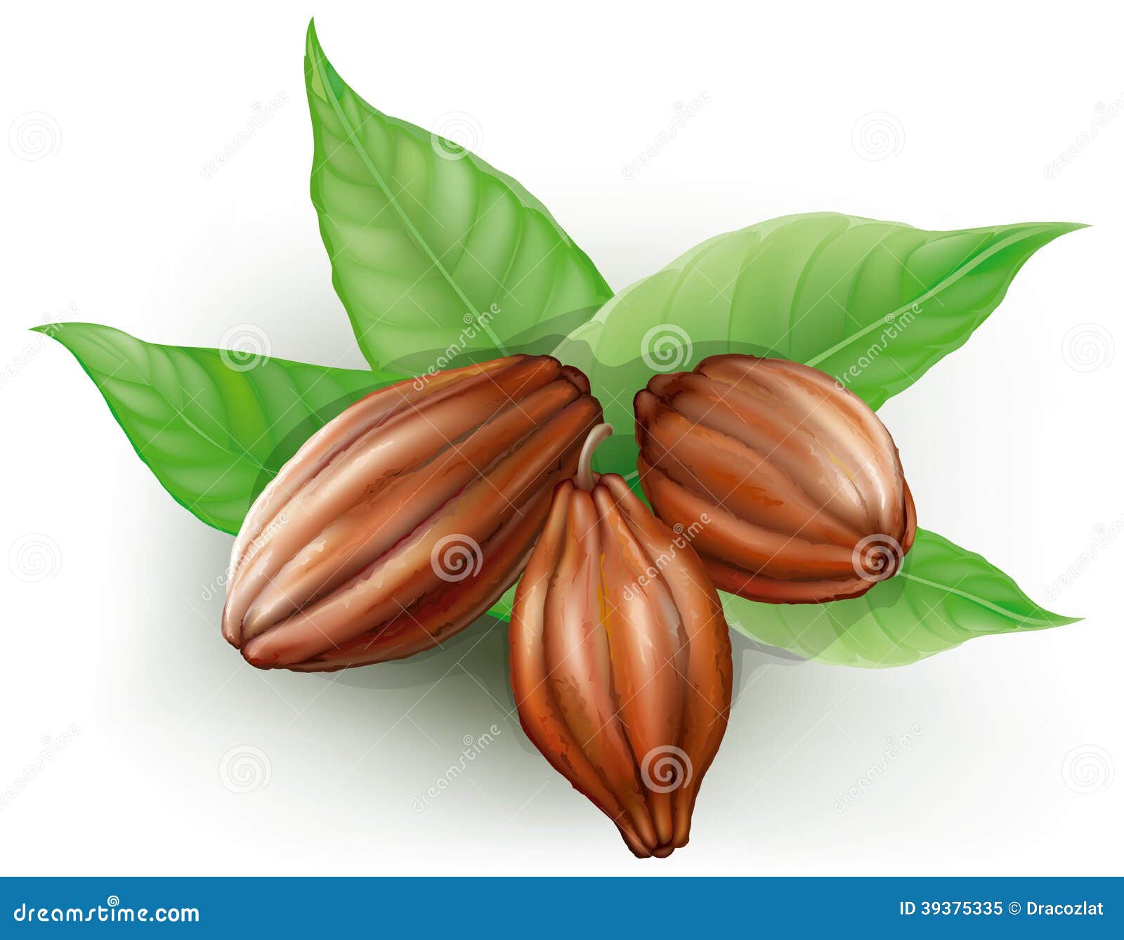 Cacao Nut Stock Illustrations – 2,247 Cacao Nut Stock Illustrations ...