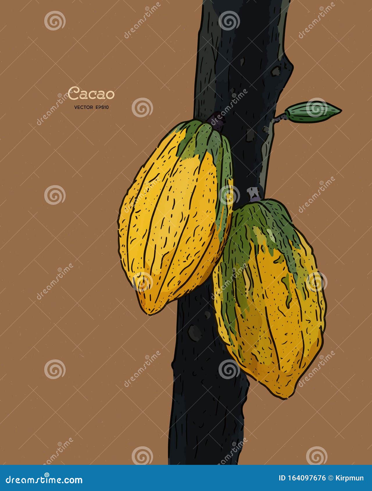 Cacao, Hand Draw Sketch Vector Stock Vector - Illustration of drink ...