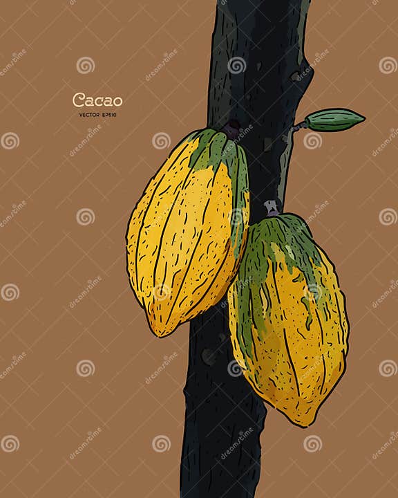 Cacao, Hand Draw Sketch Vector Stock Vector - Illustration of drink ...