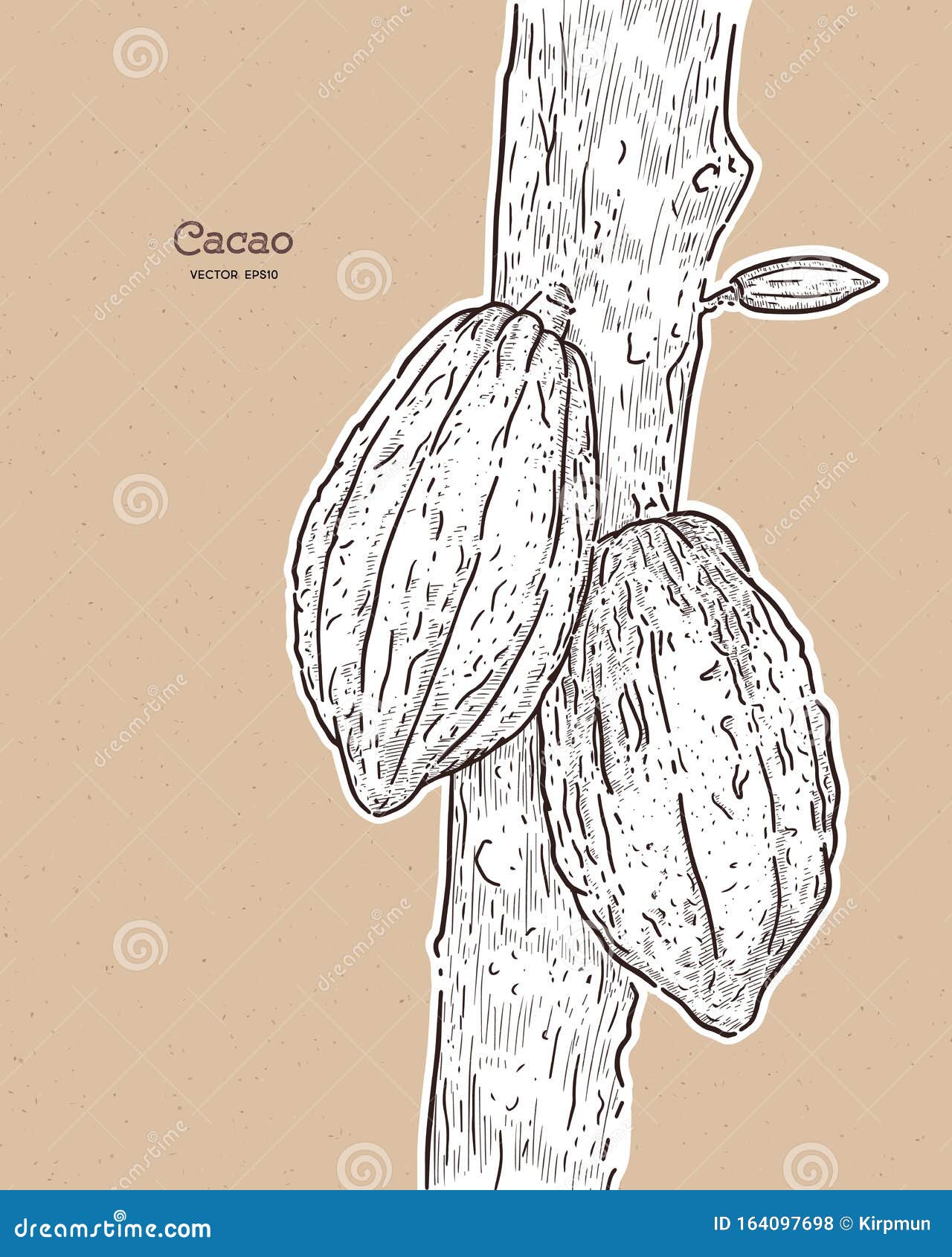 Cacao Hand Drawn. Cocoa Botany Vector Illustration Set. Doodle Of ...