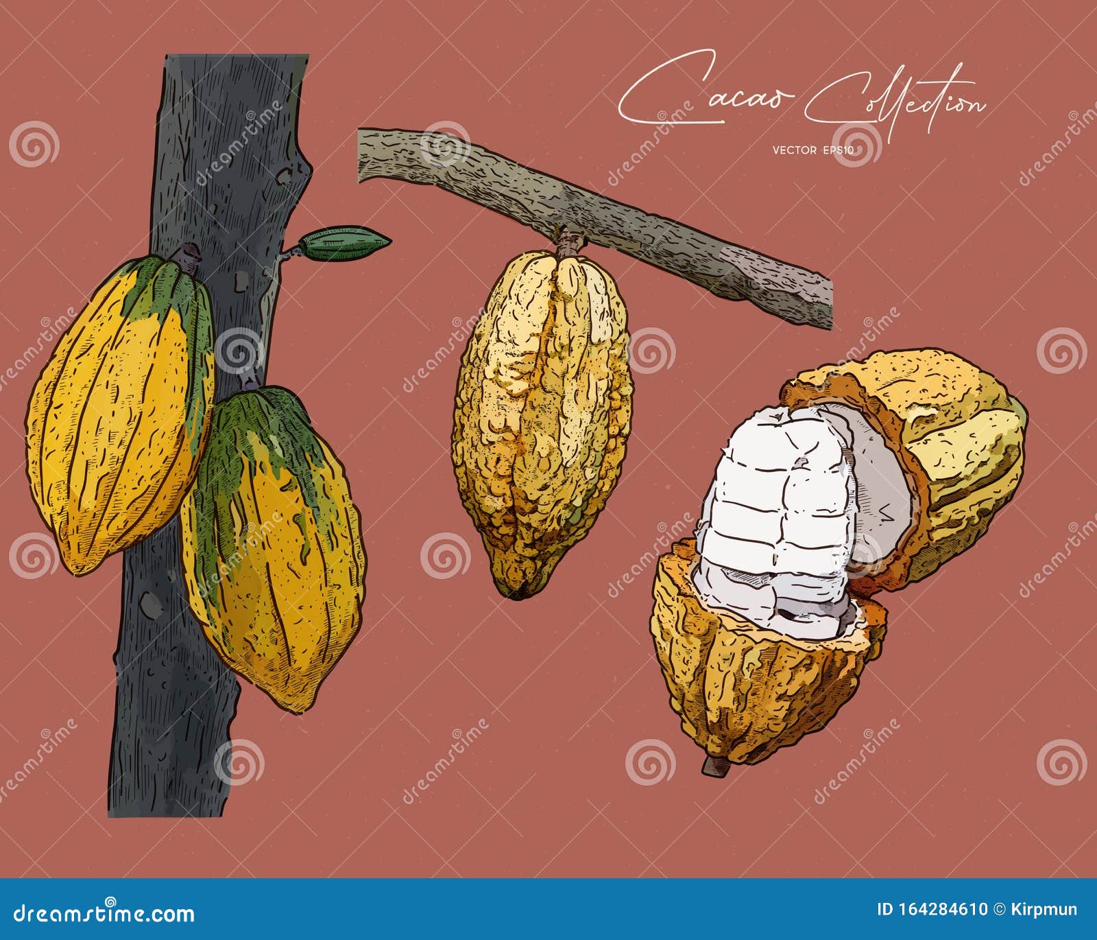 Cacao Hand Drawn. Cocoa Botany Vector Illustration. Doodle Of Healthy ...