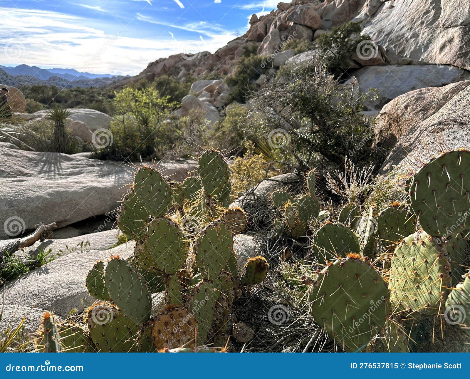 Cacao Nel Deserto Roccioso Del Parco Nazionale Di Joshua Tree. Immagine ... Cacao Nel Deserto Roccioso Del Parco Nazionale Di Joshua Tree. Immagine ...