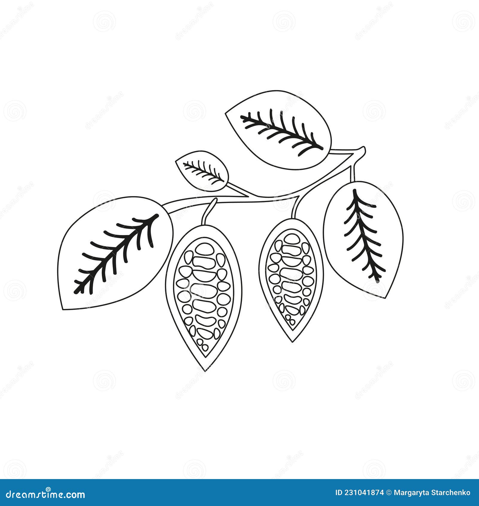 Cacao plant illustration stock vector. Illustration of symbol - 231041874