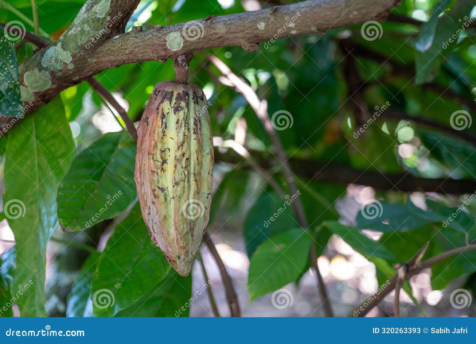 Cacao Plant Pod Growing on a Tree Stock Image - Image of ingredient ...