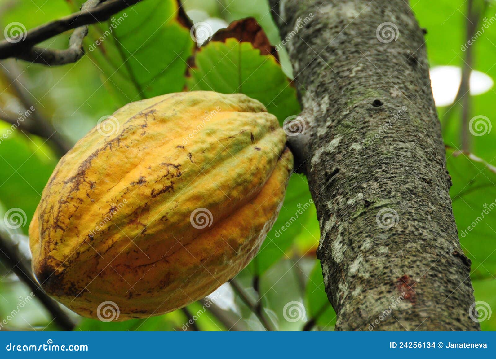Cacao pod stock photo. Image of chocolat, food, nature - 24256134