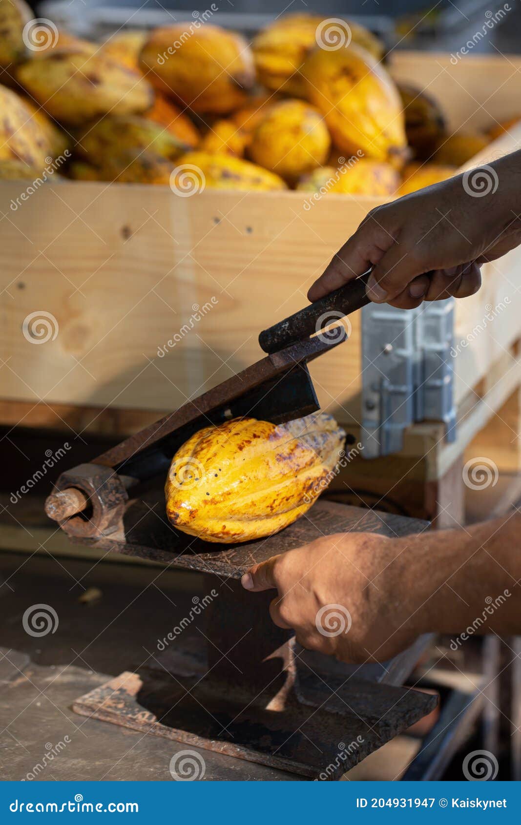 Cacao Pod Cut Open To Show Cocoa Beans Inside. Selective Focus Stock ...