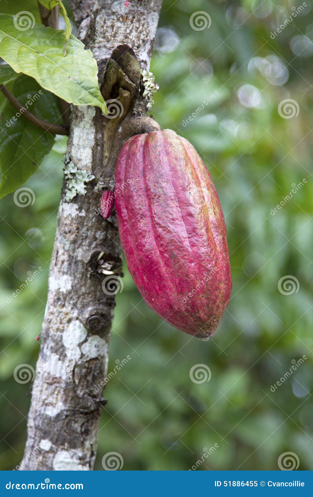 Cacao pod stock image. Image of indonesian, three, cacao - 51886455