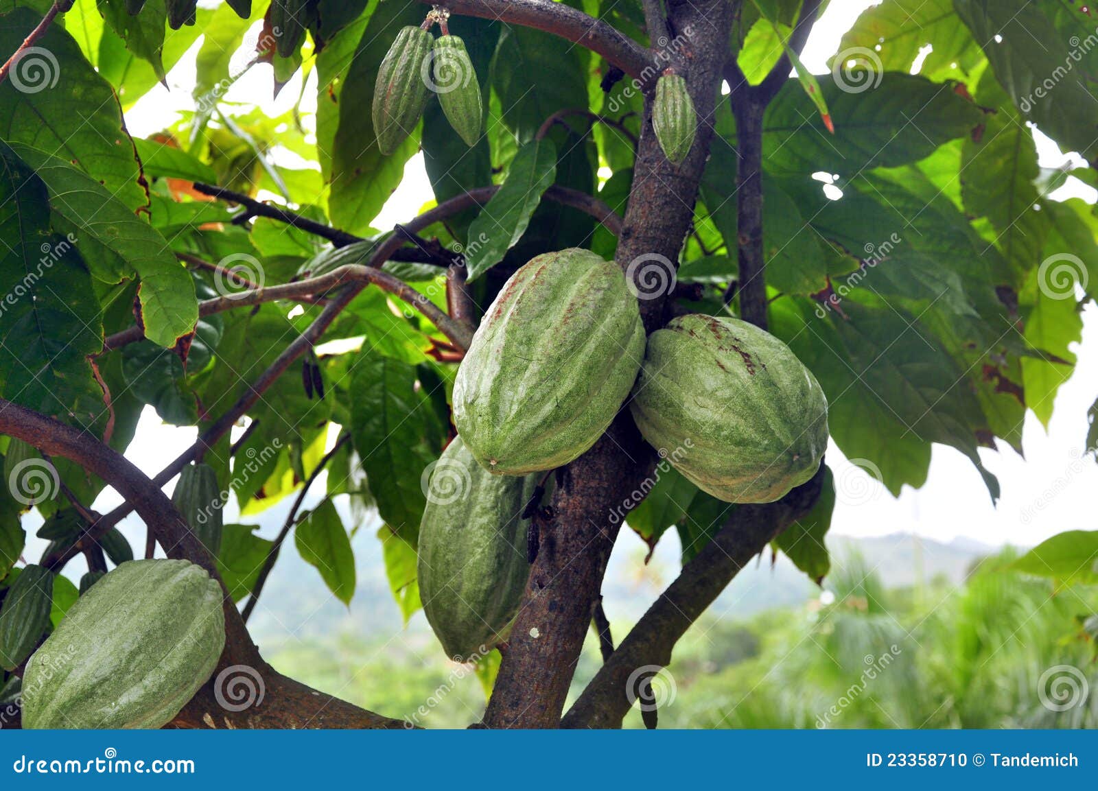 Cacao pod on tree stock photo. Image of espanola, amazon - 23358710