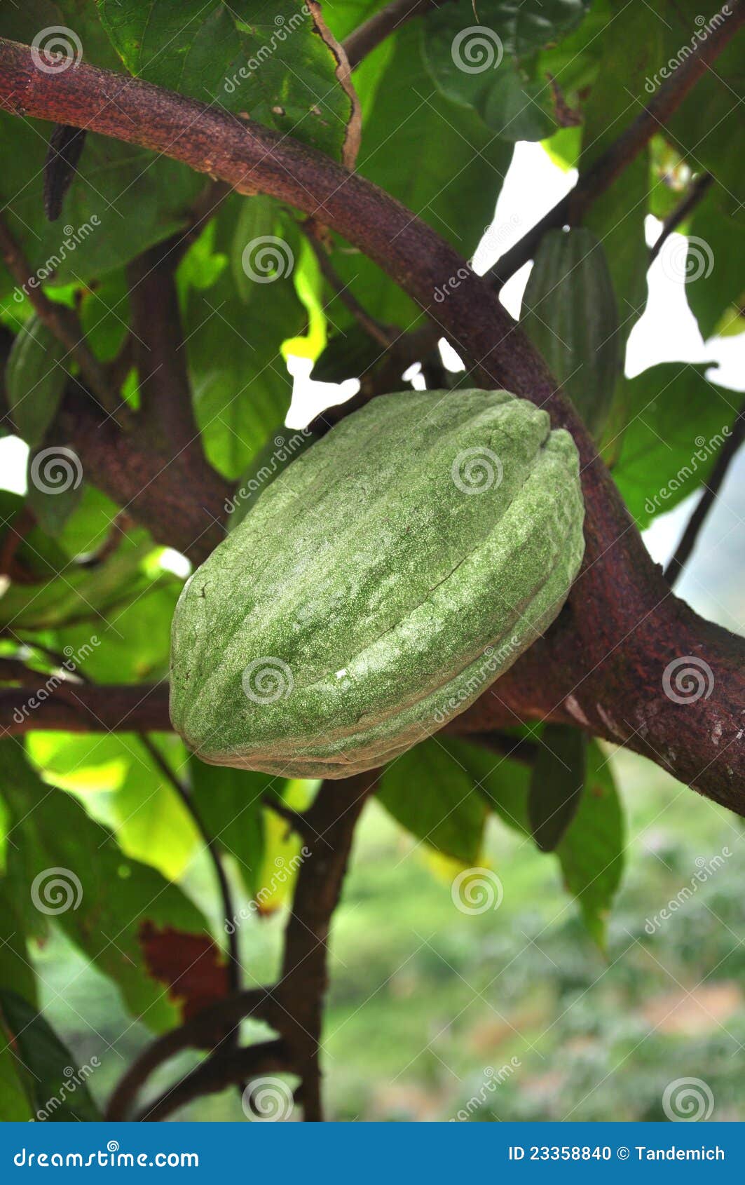 Cacao pod on tree stock photo. Image of chocolate, bean - 23358840
