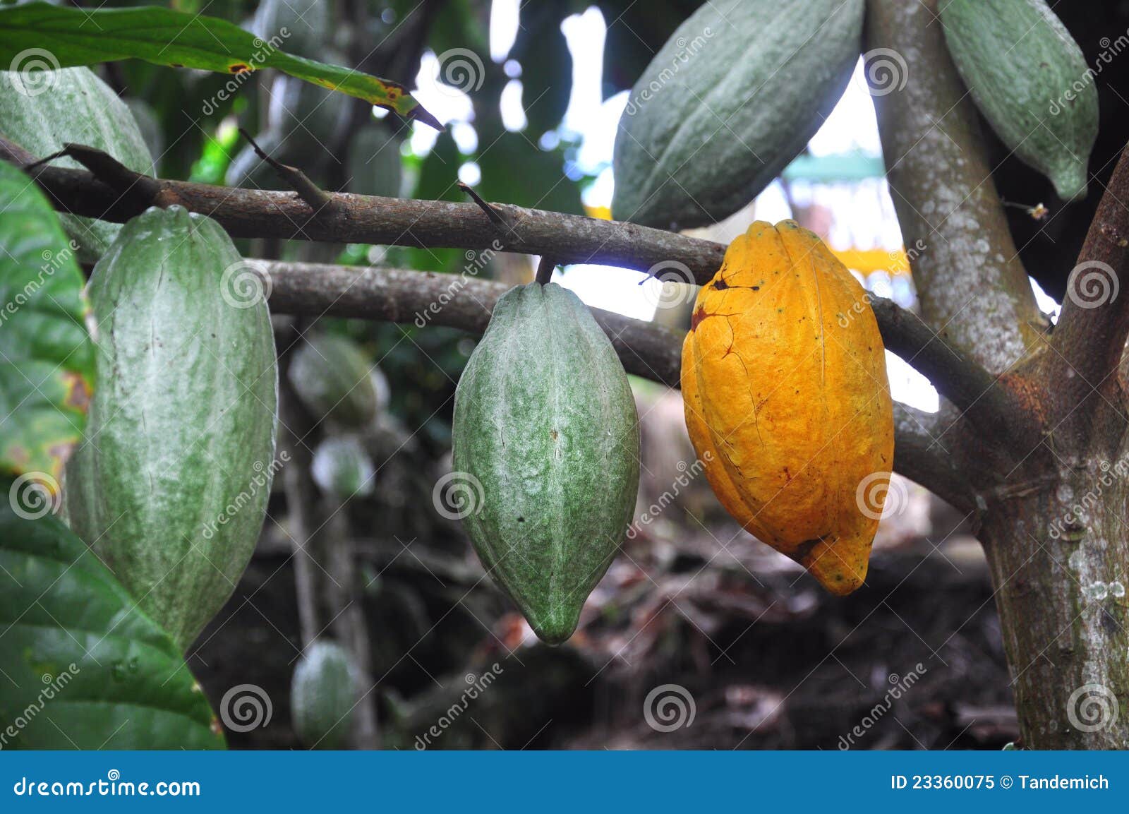 Cacao pod on tree stock image. Image of branch, biology - 23360075