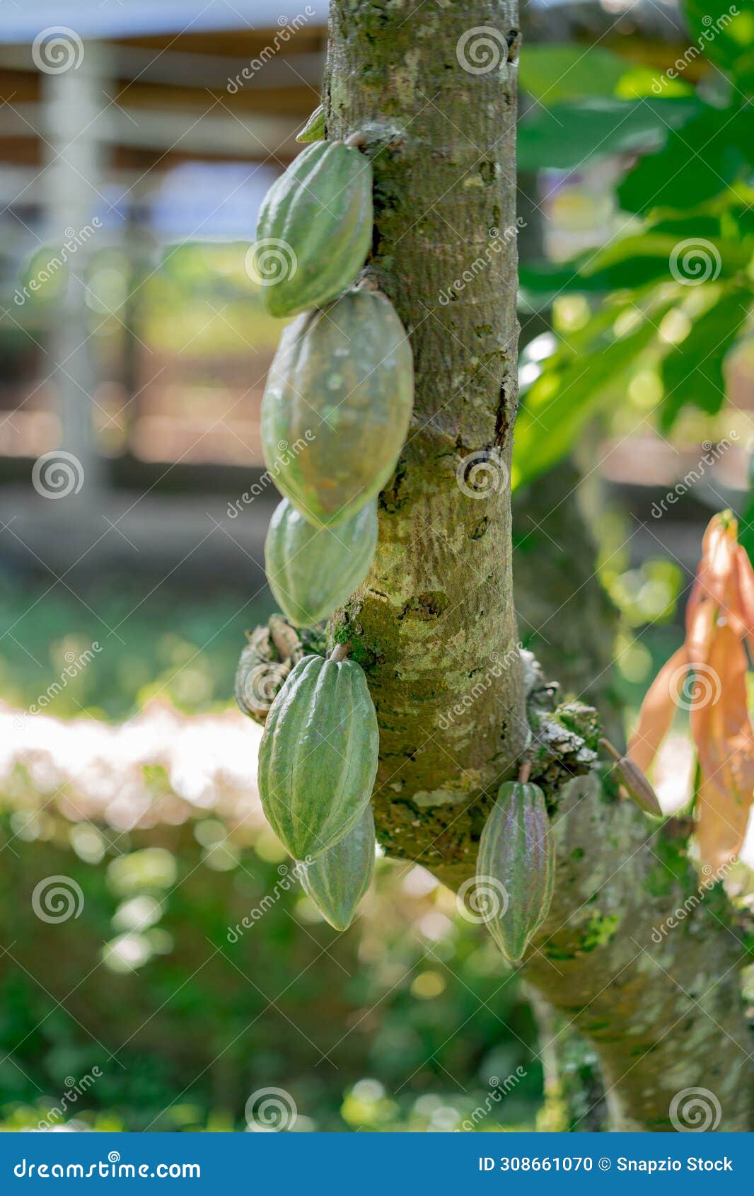 Cacao Seeds Hanging To a Branch Stock Photo - Image of green ...