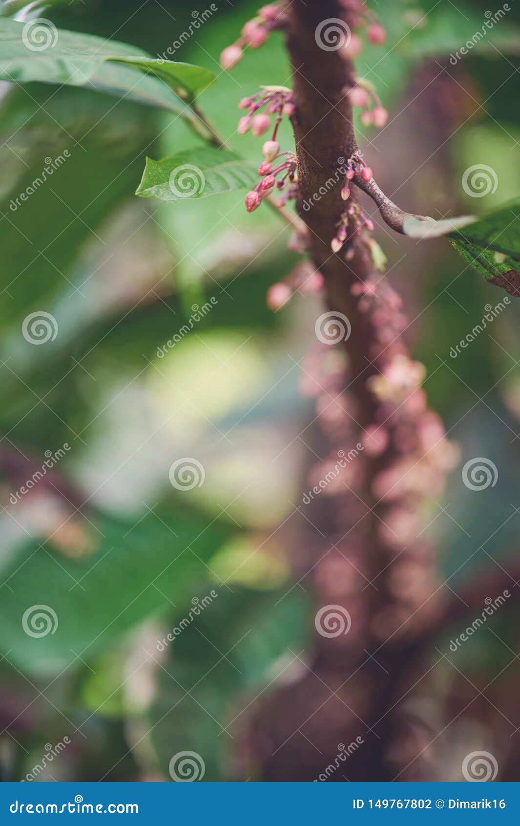 Cacao Tree Branch with Pink Flowers Stock Photo - Image of garden ...