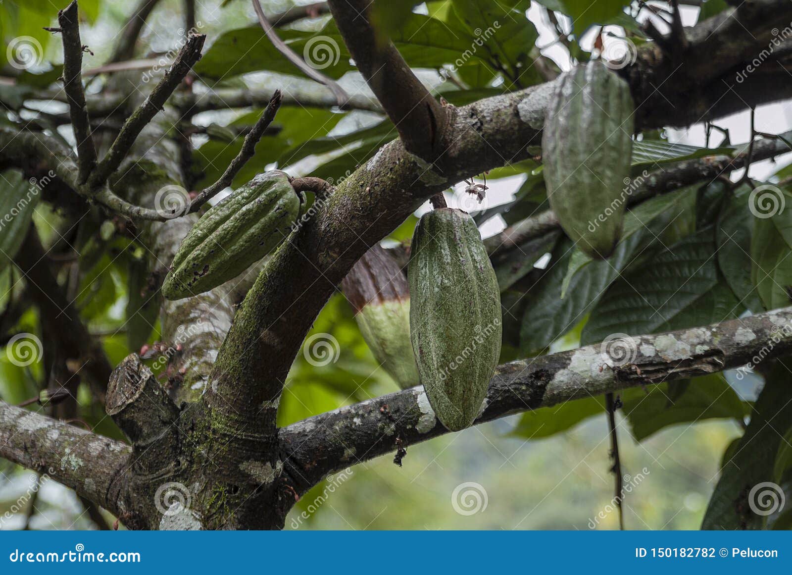 Cacao Tree With Leaves, Theobroma Cacao Malvaceae From South America ...
