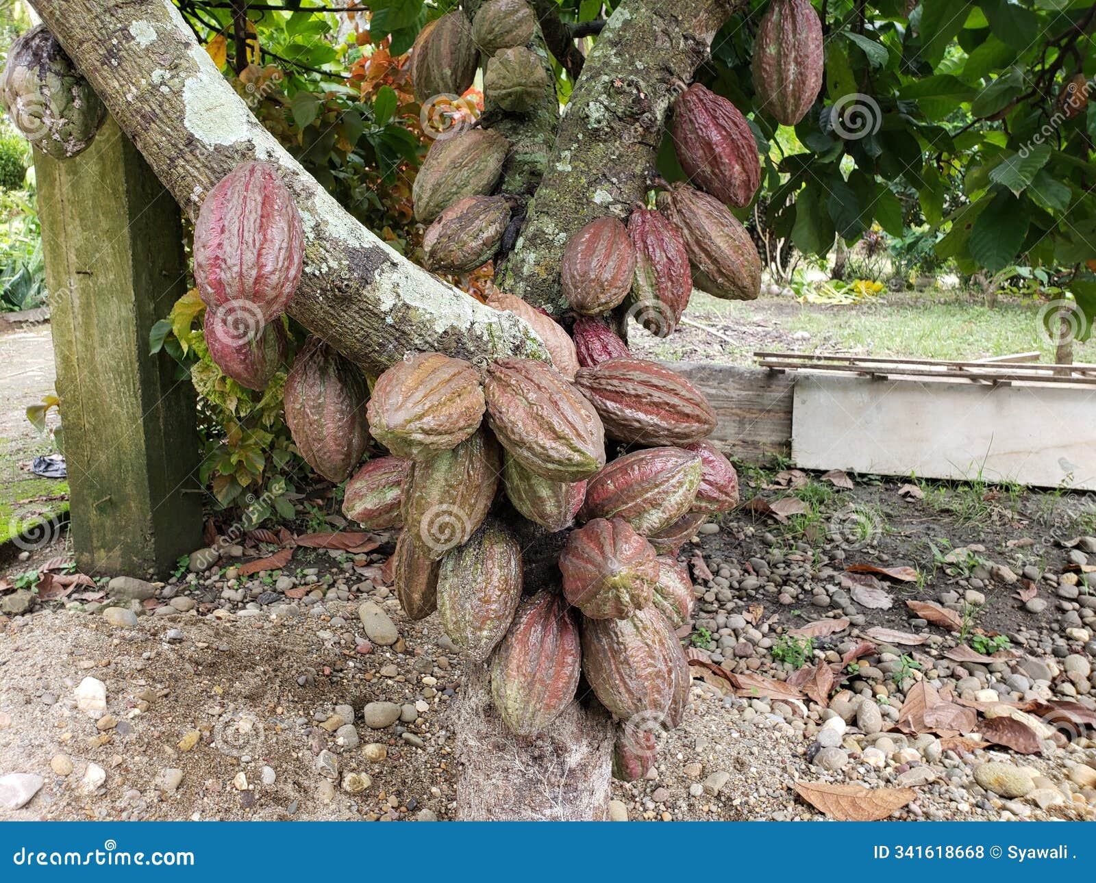 Cacao Tree with Numerous Ripe Cacao Pods Growing Directly Stock Photo ...