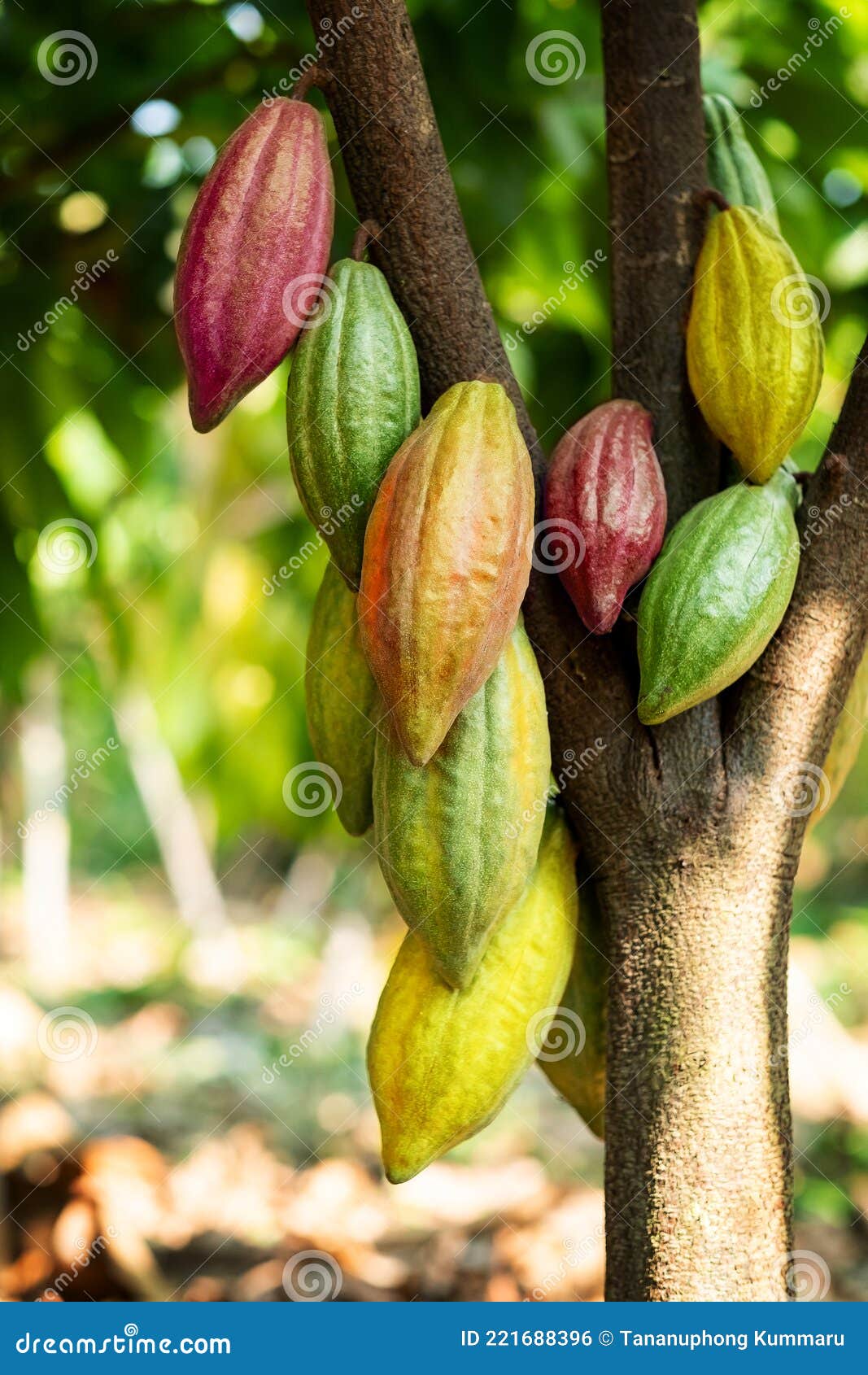 Cacao Tree with Cacao Pods in a Organic Farm Stock Photo - Image of ...