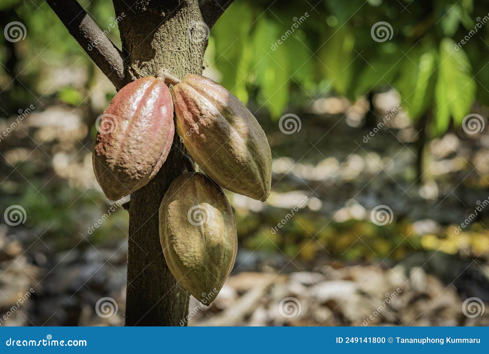 Cacao Tree with Cacao Pods in a Organic Farm Stock Photo - Image of ...