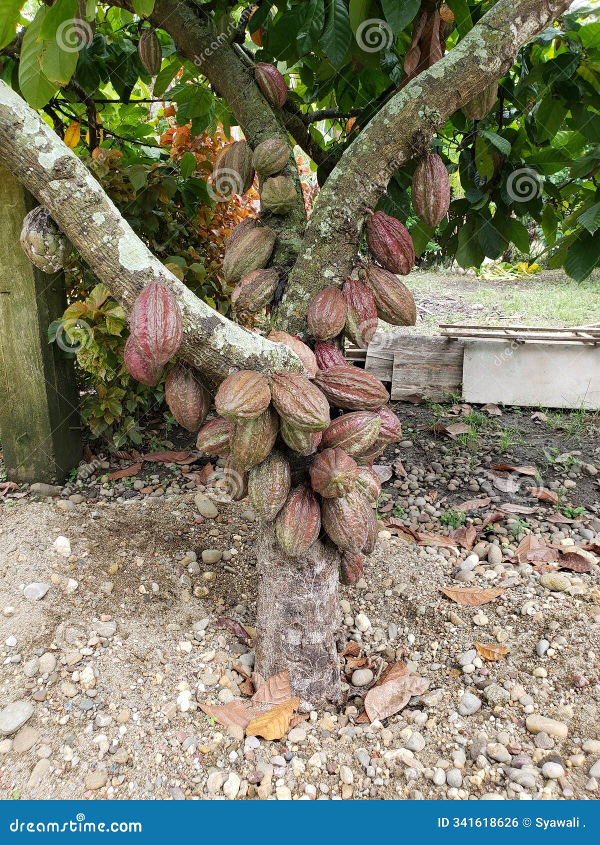 Cacao Tree with Ripe Pods on Trunk and Branches Stock Photo - Image of ...