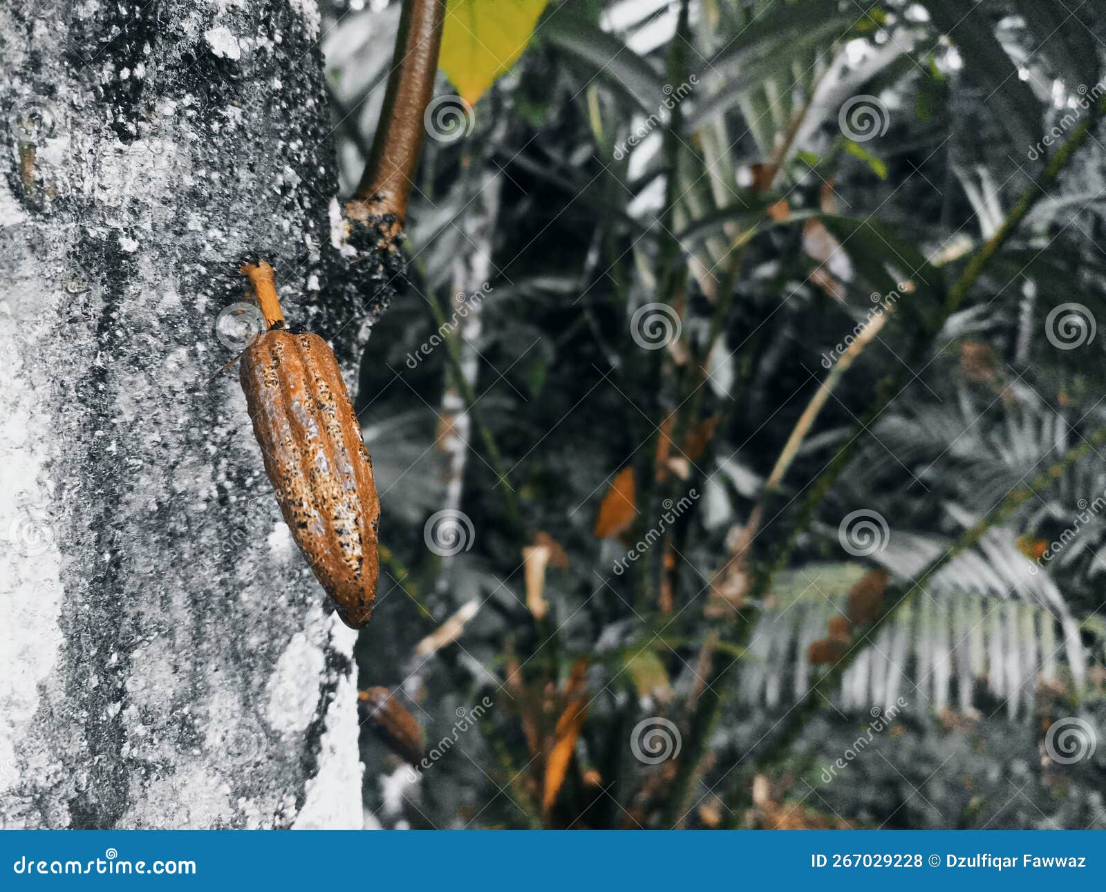 The Cacao Tree is Starting To Bear Fruit Stock Photo - Image of coklat ...